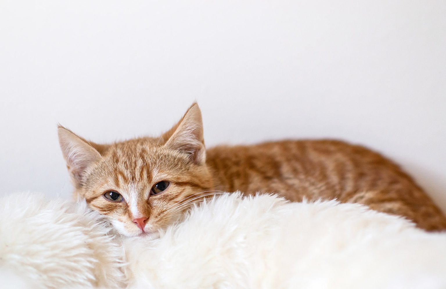 Curiosidades sobre el descanso en el mundo animal | Bed's